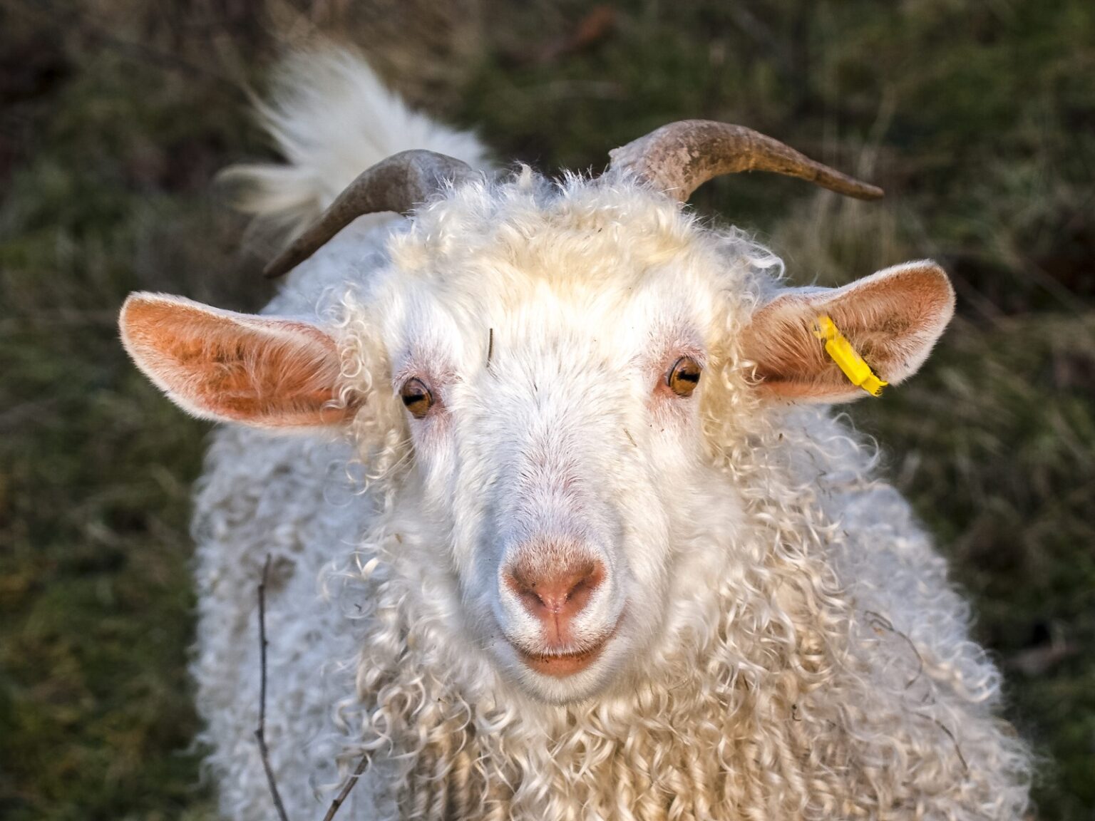 Breed Profile: Angora Goats - Goat Journal